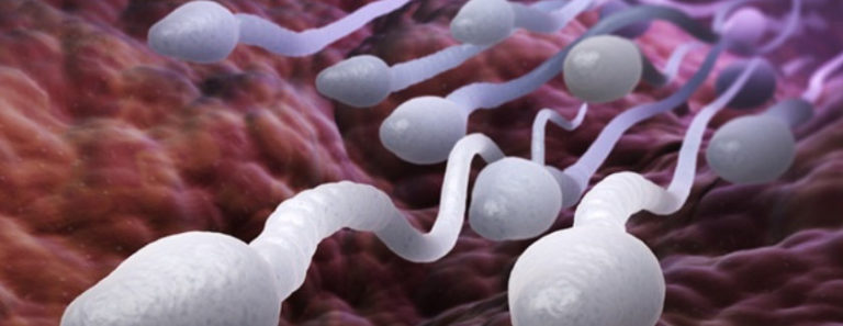 ¿Sabes de que se trata, la capacitación espermática? – IREGCI ...